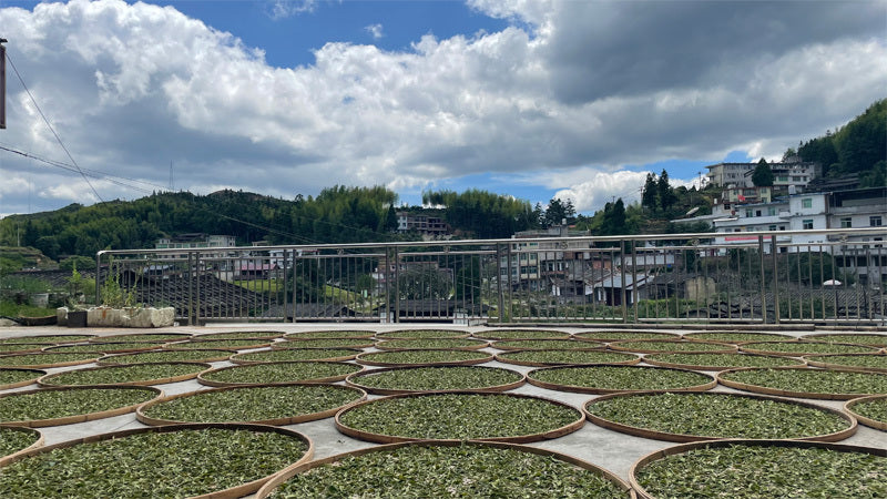Oriental Beauty Oolong Tea – Vail Mountain Coffee & Tea