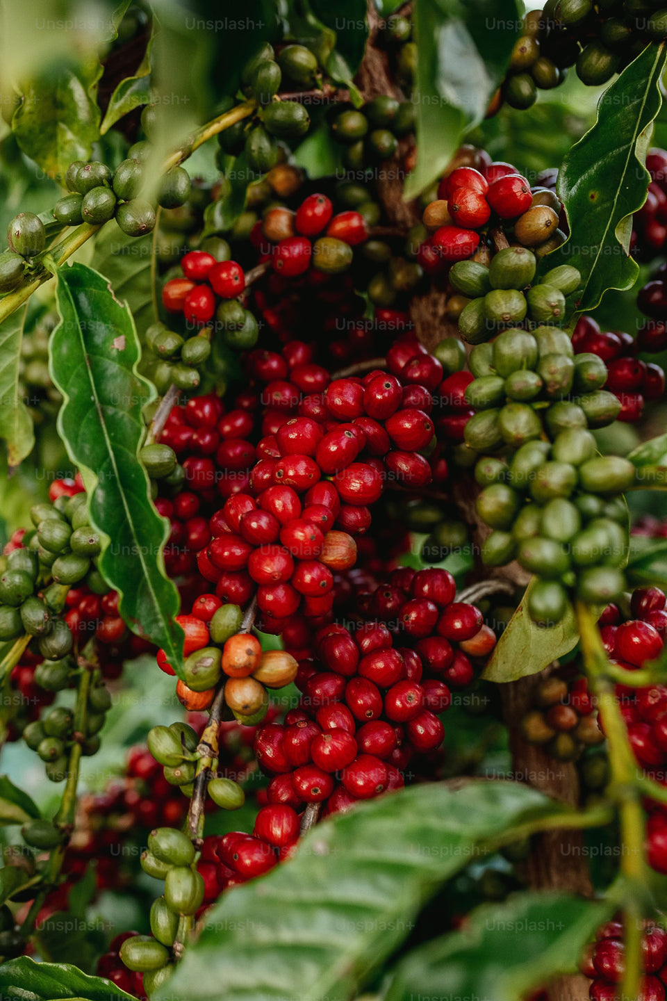 Vail Mountain Coffee & Tea Co
